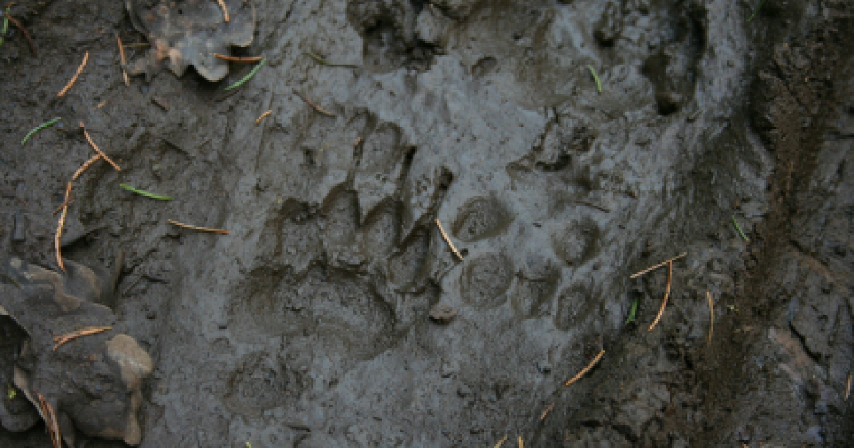 Accueil : Suivre des traces des animaux